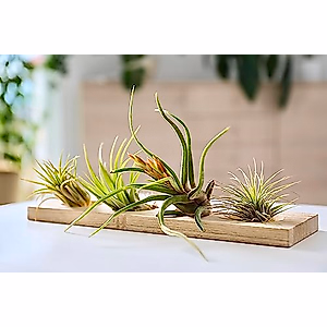 Ionantha Tillandsia Air Plants Live Indoor Plants (10PK), Air Plant Terrarium Plants Live Houseplants, Live Plants Indoor Plant Kit, Easy Care Plants for Air Plant Holder or Garden by Plants for Pets