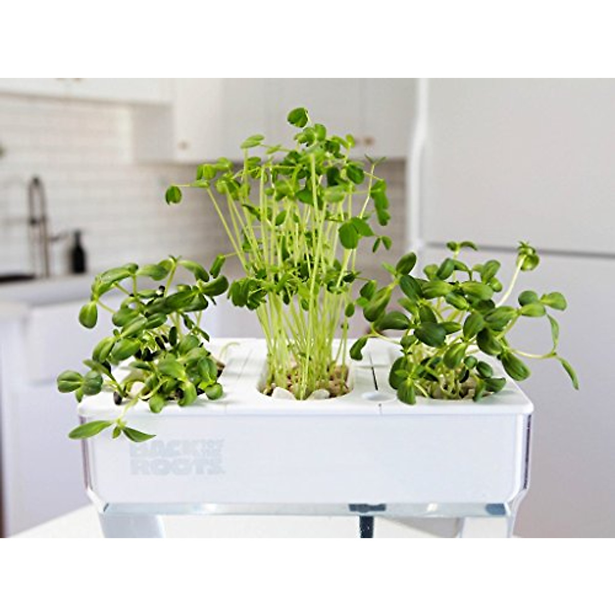Back to the Roots 810667030377 Microgreen Bundle Sunflower & Organic Pea Shoot Seeds, Certified Organic, 0.56 Ounce (Pack of 6)