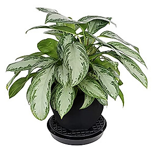 Gro Pro NX Level Pot Elevator - 13"