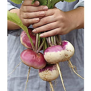 Burpee Purple Top White Globe Turnip Seeds 5000 seeds
