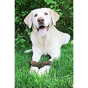 GNAWLY DOG Chew Toys for Aggressive Chewers, 5 Pack, Flavor Infused Heavy Duty Rubber Bones, Ring, Antlers, Ropes and Animal, Indoor and Outdoor Play for Medium to Large Breeds