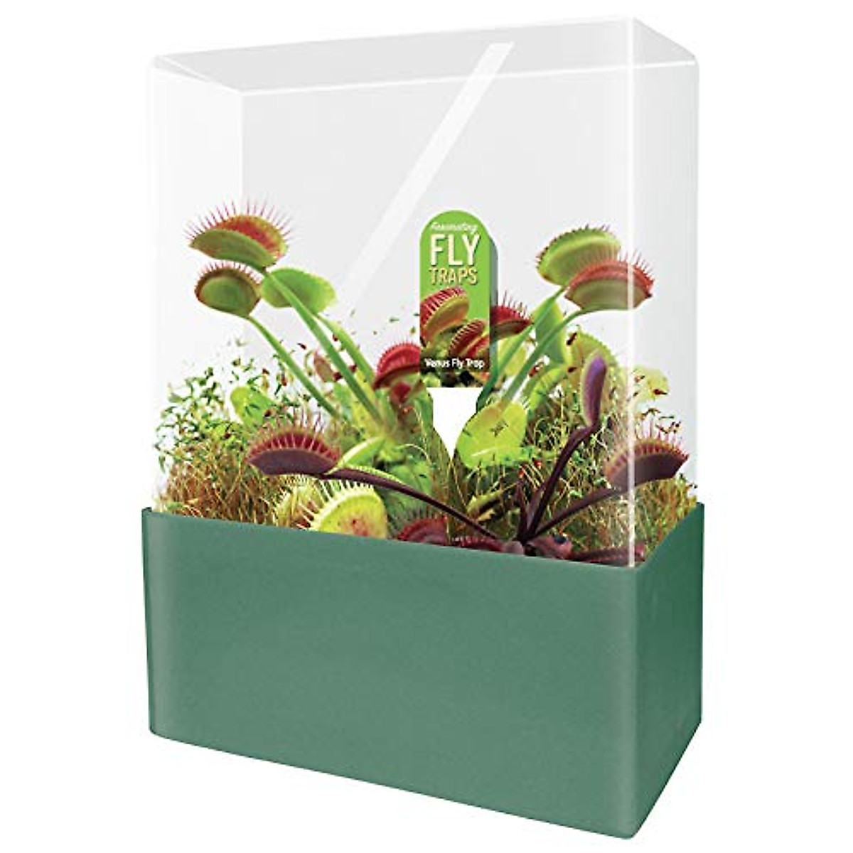 Unique Gardener Grow Your Own Venus Fly Trap - Complete Kids Terrarium Kit to Plant Fascinating Man Eating Fly Traps - Includes Everything Needed to Get Started