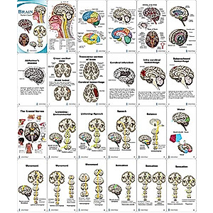 Brain Pocket Charts