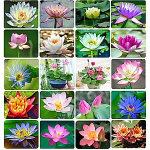 35+ Bonsai Lotus Flower Seeds for Home Planting Ornamental, Mixed Pink & Red Flower, Aquatic Plant for Courtyard, Hotel, Goldfish Pond, Water Lily Seeds