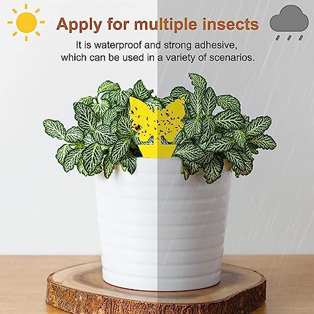 36 Pack Sticky Traps Plant Trap for Fungus Gnat, Fruit Fly Traps for Mosquito and Bug Indoor & Outdoor, Pest Insect Catcher Killer