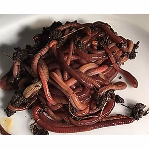 Red Wiggler Composting Worms - 1 Pound