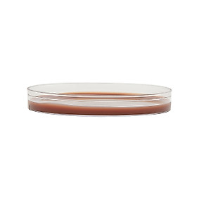 Chocolate Agar, (GC Agar Base with 1 Percent Bovine Hemoglobin and Koenzyme Supplements), for Fastidious Bacteria, 15x100mm Plate, Order by The Package of 10 Plates, by Hardy Diagnostics