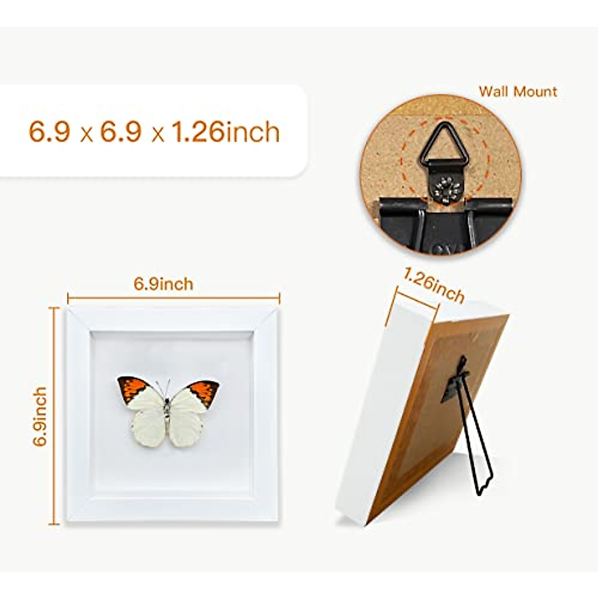 ITrixgan Real Butterfly Specimen In White Frame Display Insect Taxidermy Collection Craft Gift For Home Office Desktop Decor Science Education