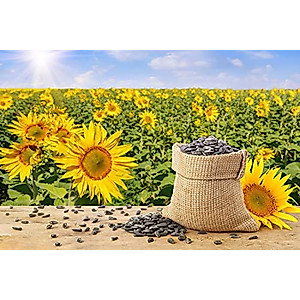 1000+ Sunflower Seeds for Planting Heirloom Non-GMO, Bulk Package of 15 Varieties Mix Seeds, Individually Packaged, Attracts Pollinators