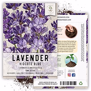 Seed Needs, Blue Hidcote Lavender Seeds - 500 Heirloom Seeds for Planting Lavandula angustifolia - Fragrant Perennial Medicinal Herb for Outdoor Gardens (2 Packs)