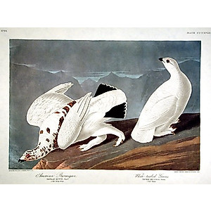 American Ptarmigan, White-tailed Grous. From"The Birds of America" (Amsterdam Edition)