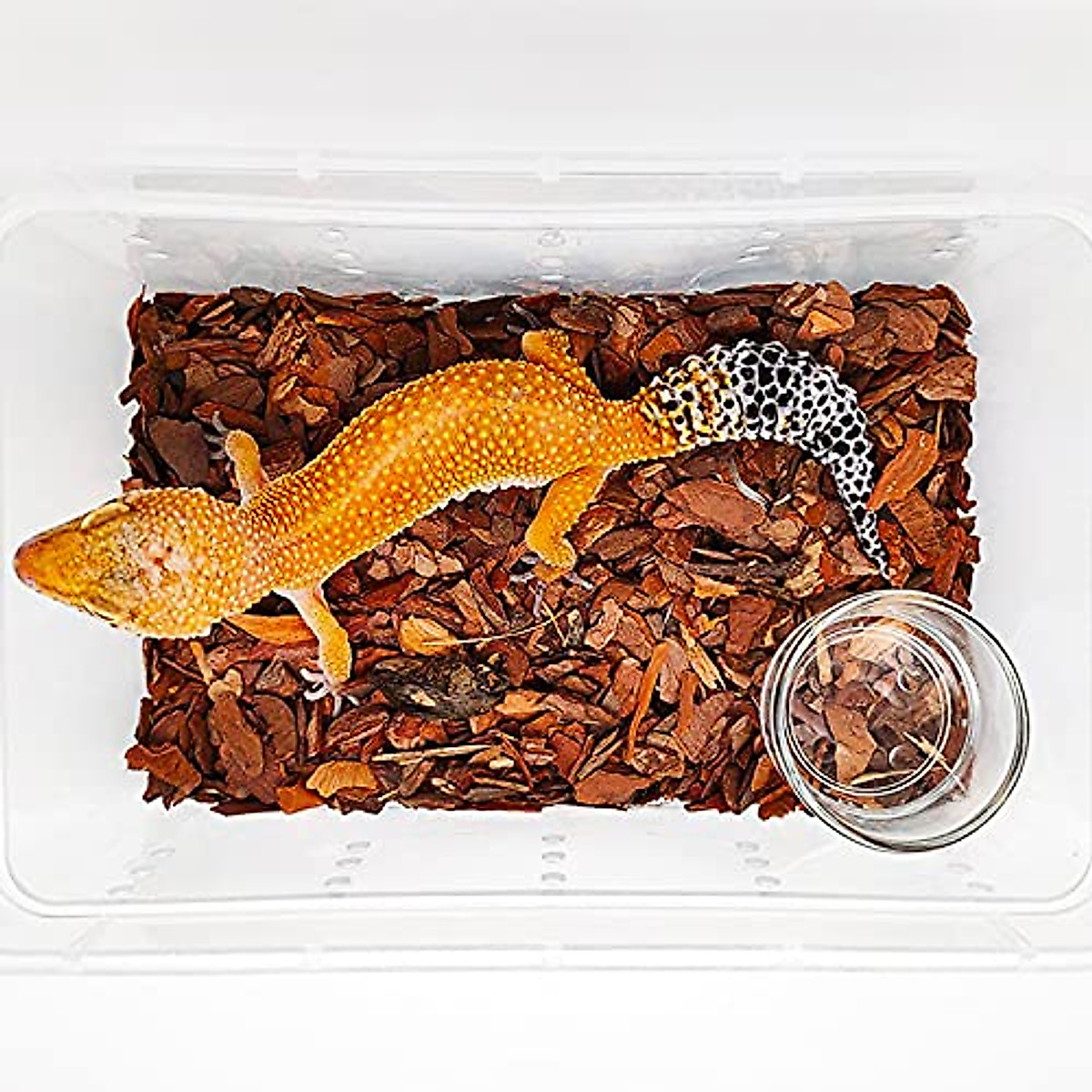 WEAVERBIRD 6Pcs Glass Reptile Feeder Food Bowl,Food Basin Tray Container Water Dish Cup, Reptile Terrarium Water Bowl,Round Water Dish Cup for Small Pet Lizard Turtle Spider Scorpion Frog Cricket