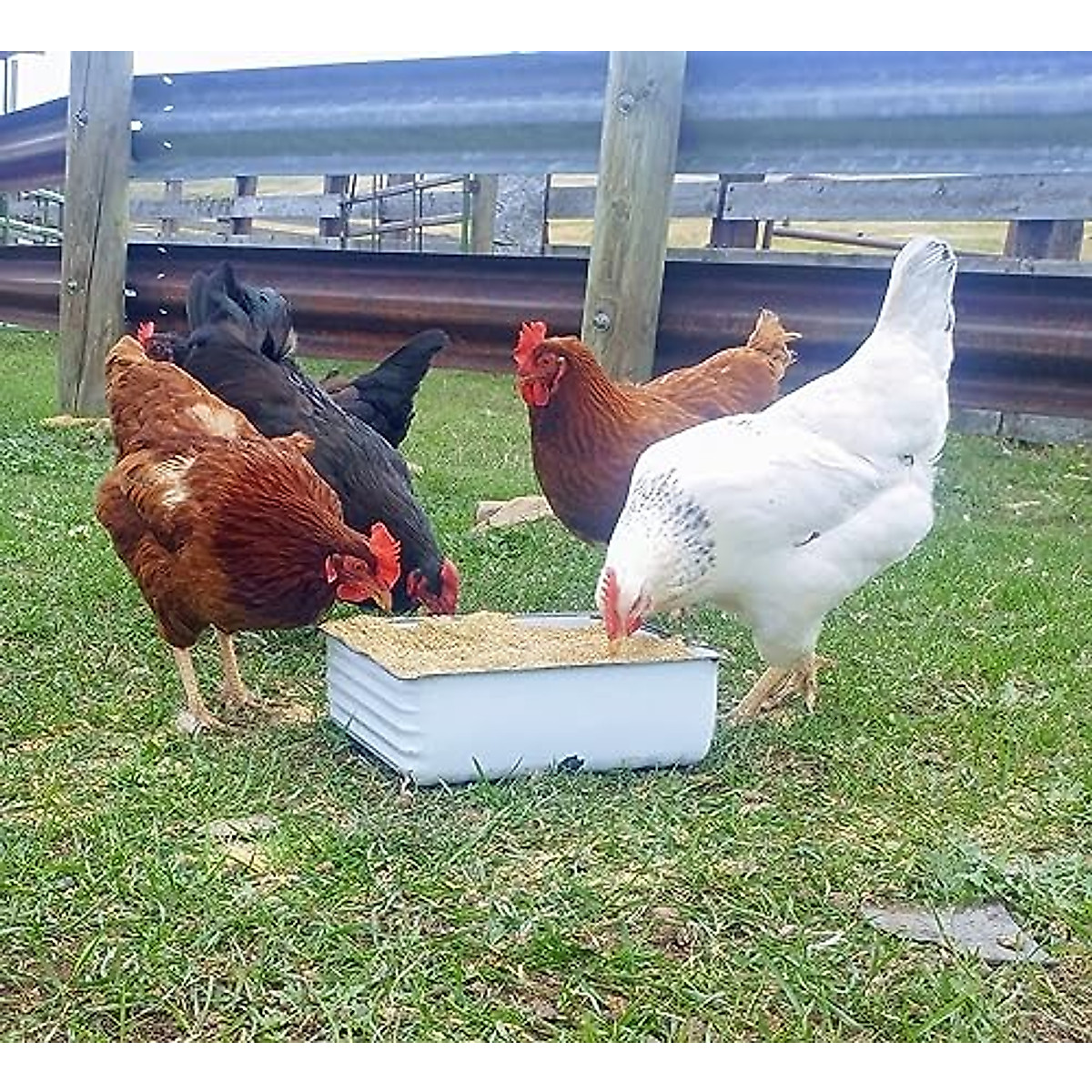 Eden Feeds Layer Feed for Chickens - 40 lb Bag Non GMO Soy and Corn Free Whole Grain Minimally Processed Feed