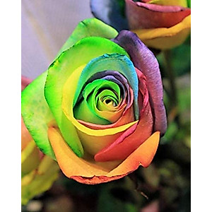 50+ Rare Multi Colorful Rainbow Rose Flower Seeds Beautiful Flower Potted Plant Home Garden