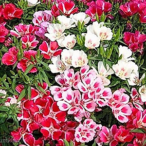 Seeds Satin Flower (Godetia) Mix Large Flower Indoor Garden Beautiful Flowers Annual for Planting Non GMO