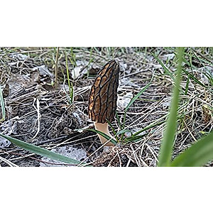 100pcs Seeds Morel Black Mushroom Mycelium Spawn Grow Bonsai Dried Spores for Planting Non GMO