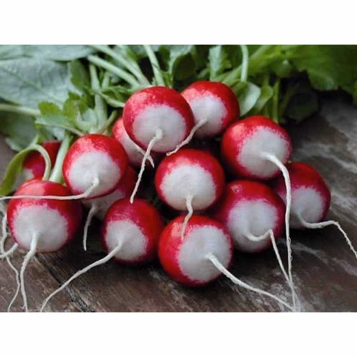 25+ pk Sparkler White Tip Radish Seed, Home Garden, Sprouting Seeds