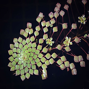 Mainam Mosaic Plant Ludwigia Sedoides Bundle US Nursery Live Aquarium Plants Decorations Freshwater Fish Tank Aquatic Plant3 Days Pond Tropical