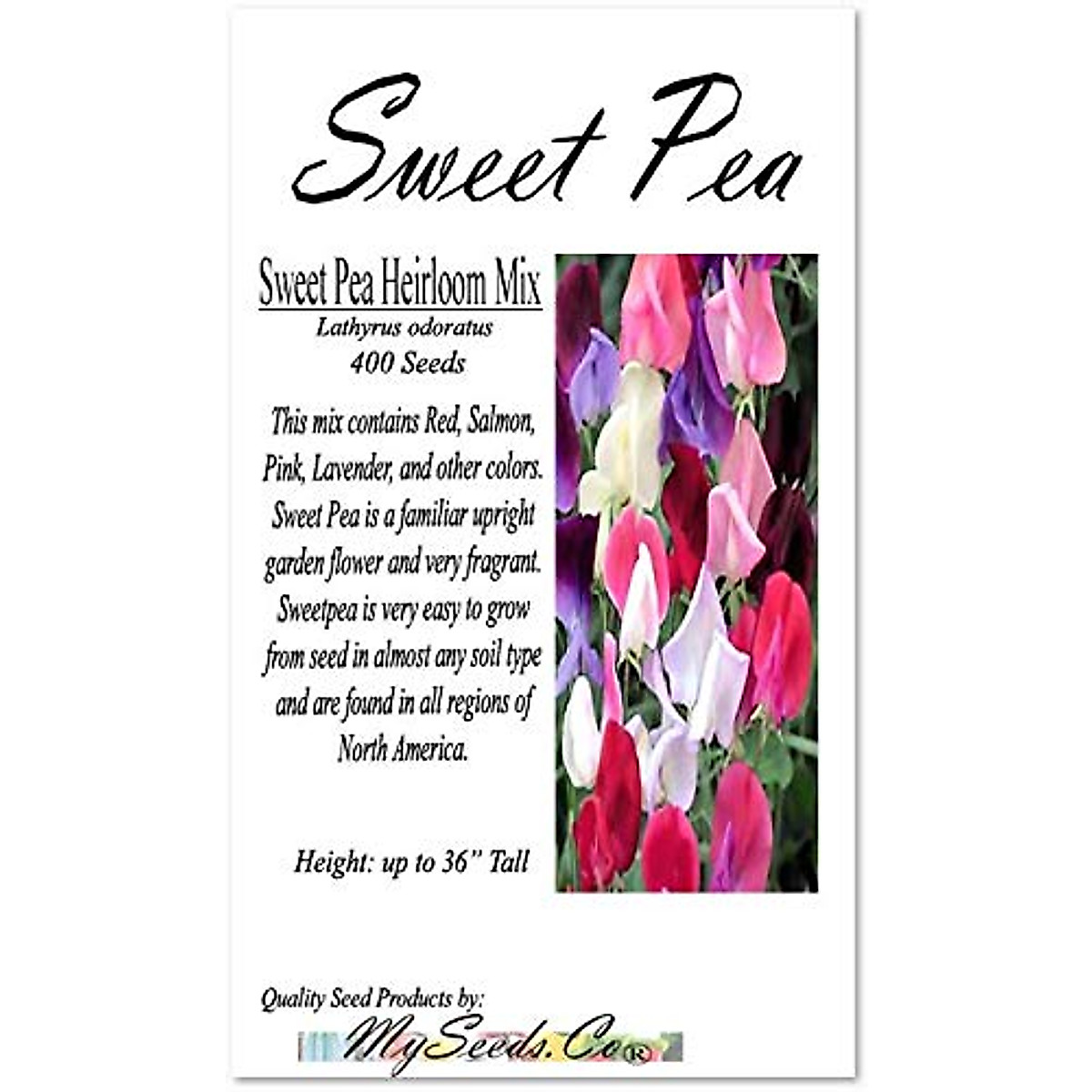 Big Pack - Sweet Pea Sweetpea Flower Seed (400+) Lathyrus odoratus Flower Seeds - Heirloom Mix Very Fragrant Blooms - Red Salmon Pink Lavender - Non-GMO Flower Seeds By MySeeds.Co (Big Pack Sweet Pea)