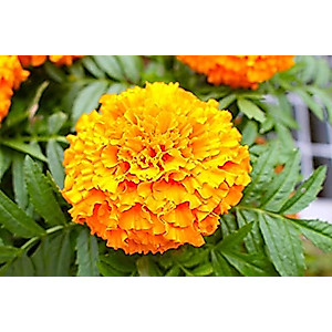 David's Garden Seeds Flower Marigold Coco Gold 7492 (Multi) 25 Non-GMO, Heirloom Seeds