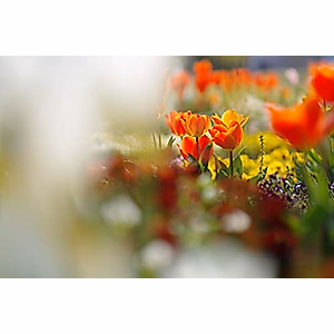 Pentax HD PENTAX-D FA★85mmF1.4ED SDM Prime Telephoto lens New-generation, Star-series lens Latest PENTAX Lens coating technologies Extra-sharp, high-contrast images Free of flare and ghost images