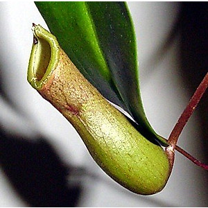 Asian Pitcher Plant - Nepenthes - Carnivorous - Exotic - 6" Hanging Basket