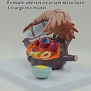 VNABO Removable Medical Model Female Reproductive System Anatomical Model Female Uterus and Ovary Structure Model Human Organ Model
