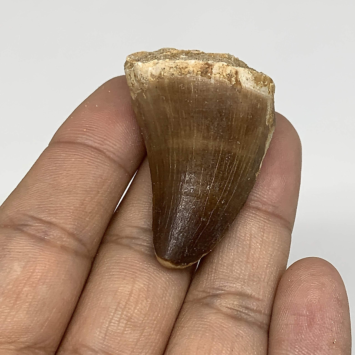 20.8g, 1.7"x1"x0.8" Fossil Mosasaur Tooth Reptiles, Cretaceous from Morocco,B12802