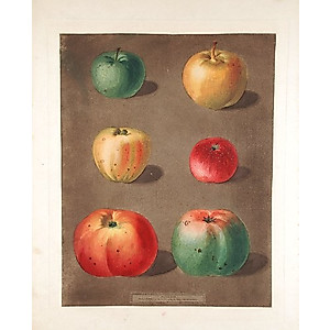 [Apples] French Crab; Minshall Crab; Cockage Apple; Red Streack; Holland Burry; New Town Pippin
