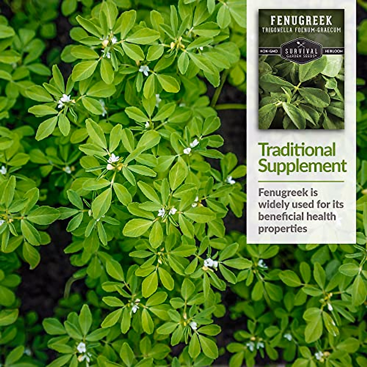 Survival Garden Seeds - Fenugreek Seed for Planting - Packet with Instructions to Plant & Grow Samudra Methi in Your Home Vegetable Garden - Non-GMO Heirloom Variety - Good Microgreens or Sprouts