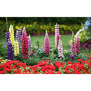 Russell Lupine Seeds, 2000+ Seeds, Flower Seeds for Planting
