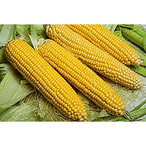 Sugar Buns Sweet Yellow Corn Seeds for Planting, 50+ Heirloom Seeds Per Packet, (Isla's Garden Seeds), Non GMO, 90% Germination Rates, Botanical Name: Zea mays, Great Home Garden Gift