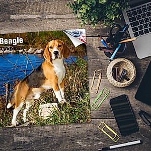 2023 2024 Beagle Calendar - Dog Breed Monthly Wall Calendar - 12 x 24 Open - Thick No-Bleed Paper - Giftable - Academic Teacher's Planner Calendar Organizing & Planning - Made in USA