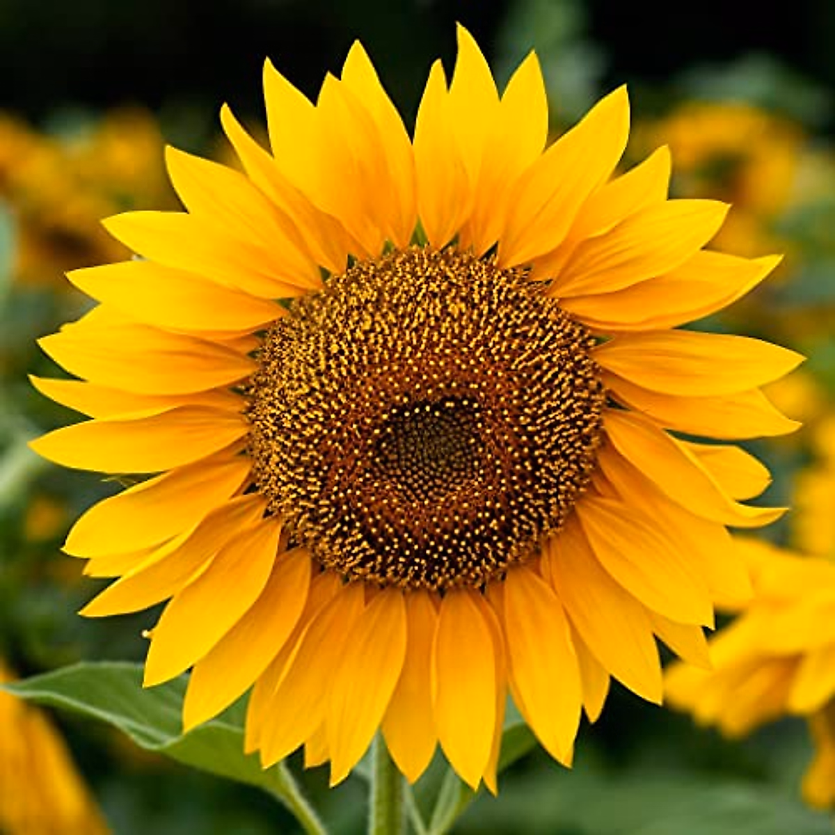 Sunflower Seeds - Mammoth Grey-Stripe - 5 Pounds - Yellow Flower Seeds, Heirloom Seed Attracts Bees, Attracts Butterflies, Attracts Pollinators, Easy to Grow & Maintain, Edible, Cut Flower Garden