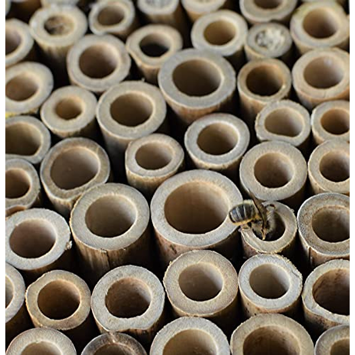 Nature's Way Bird Products PWH1-C Teal Bee House