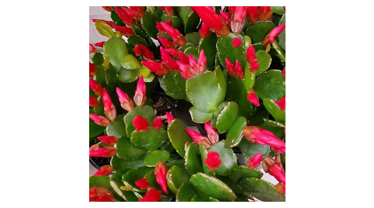 Red Easter Cactus Live Plant Rooted Rhipsalidopsis Hatiora Flower Plant ...