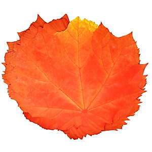 Gift Boutique 48 Pcs Paper Harvest Leaf Place Mats Orange Thanksgiving Autumn Maple Leaves Shaped Coated Table Mat 12" x 16" Fall Turkey Crafts Party Supplies Decor
