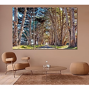 Tree Tunnel at California USA Canvas Print 3 Panels / 36x24 inches
