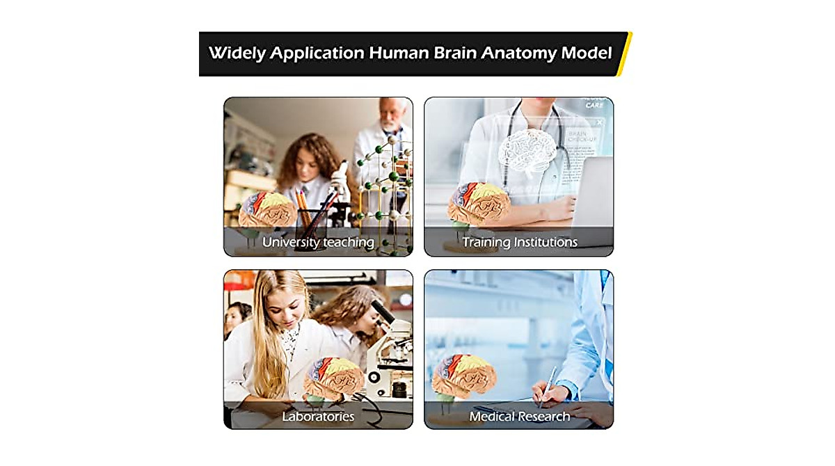 Dyna-Living 2X Life Size Human Brain Model for Learning