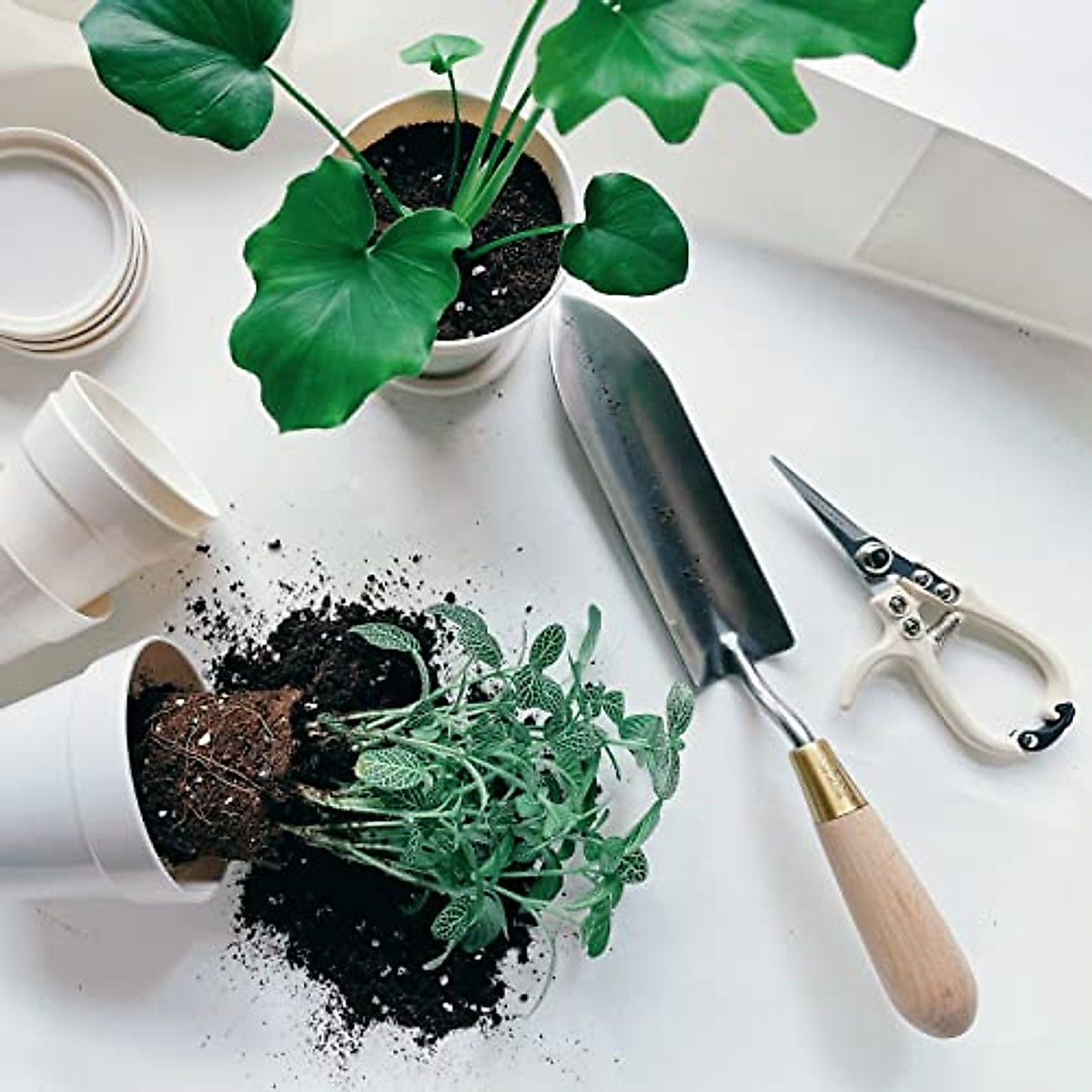 LOOPSEED Plant Pruning Shears Garden Trimming Scissors Precision Hand Pruner Herb Snips Flower Clippers Bonsai Trimmers Straight Sharp Blade Tapered Tip Ergonomic Handle Garden Tools (Classic Cream)