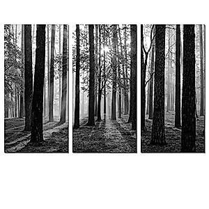 Visual Art Decor 3 Pieces Black and White Sunshine Foggy Forest Trees Canvas Prints Living Room Home Wall Decoration