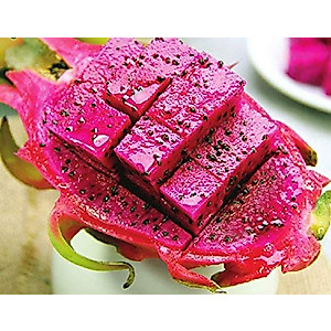 2 Healthy RED Dragon Fruit Plant Vine Cuttings Pitahaya 10 Inch Cutting