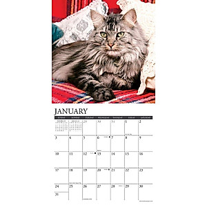 Just Maine Coon Cats 2021 Wall Calendar