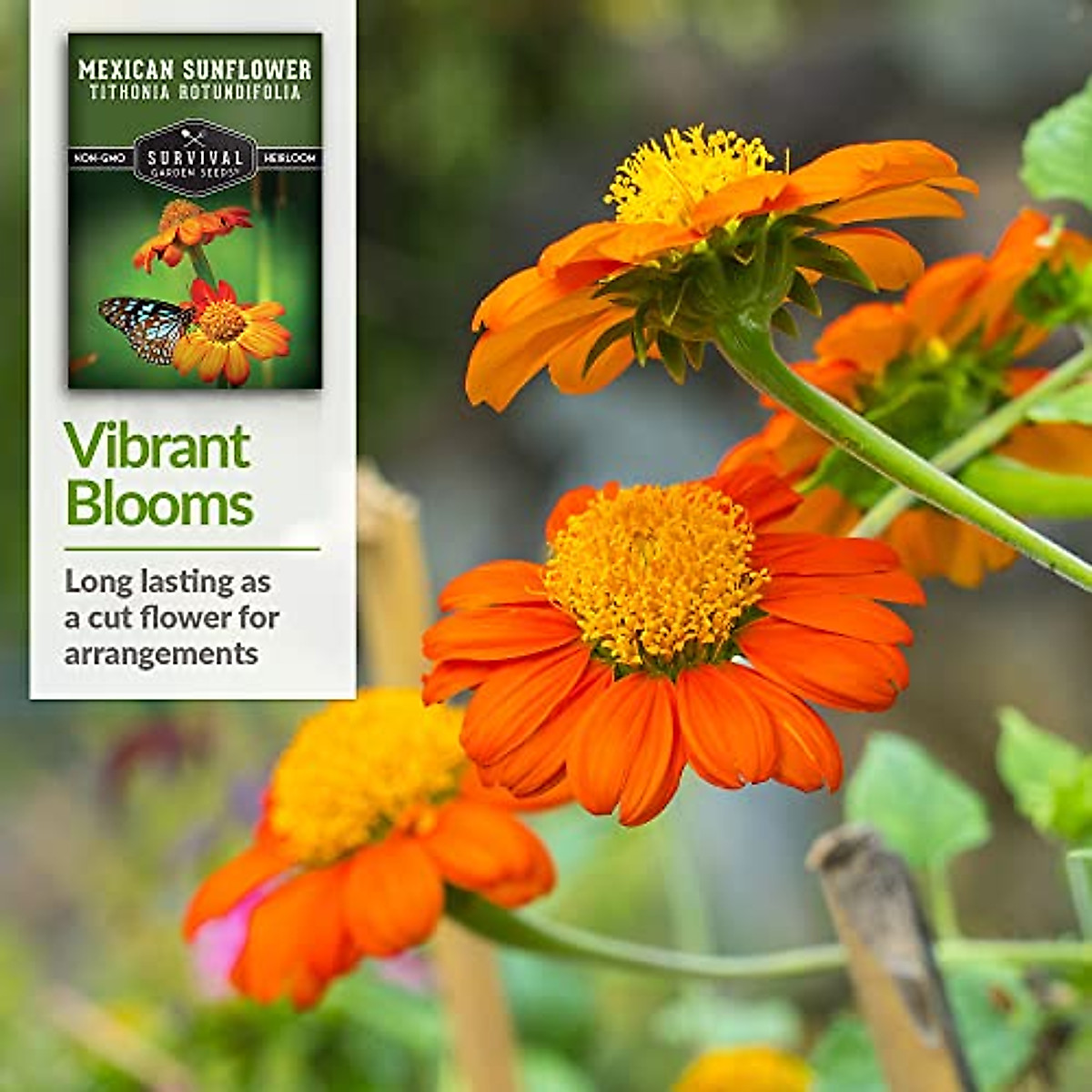 Survival Garden Seeds - Mexican Sunflower Seed for Planting - Packet with Instructions to Plant and Grow Tithonia Rotundifolia in Your Home Vegetable or Flower Garden - Non-GMO Heirloom Variety