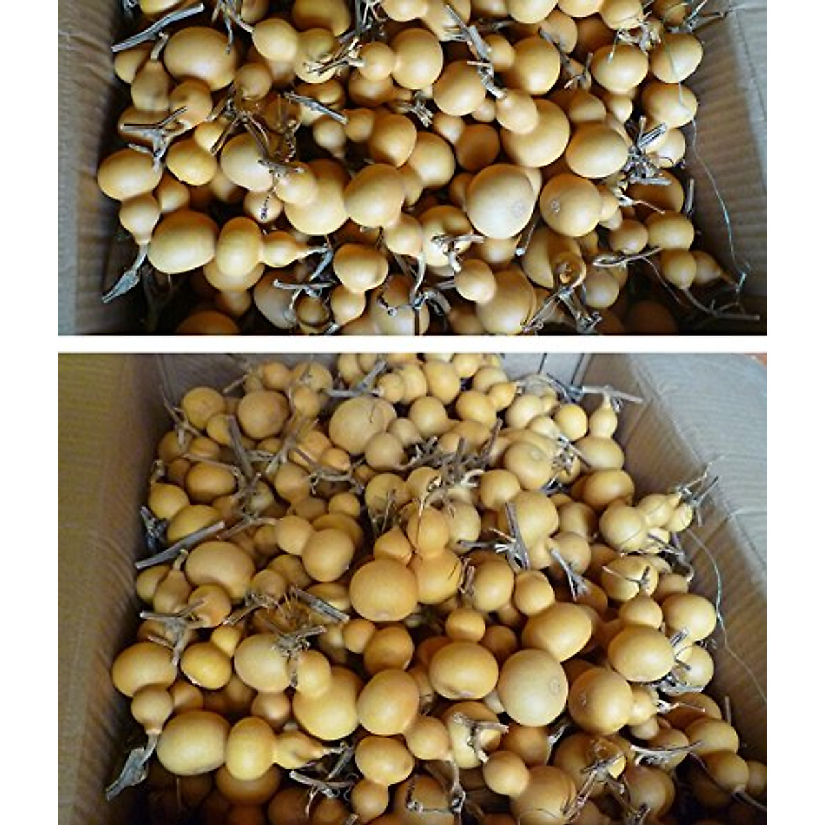 WellieSTR 50-Pack Tiny Natural Dry Gourd Bottle Gourd,4-6.5cm Gourds Mini Cute