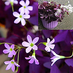 MOKALALA 10 Pcs Purple Shamrock Bulbs Seeds | Non-GMO | Oxalis Triangularis Organic Bulbs Plants Seeds for Planting Home Garden