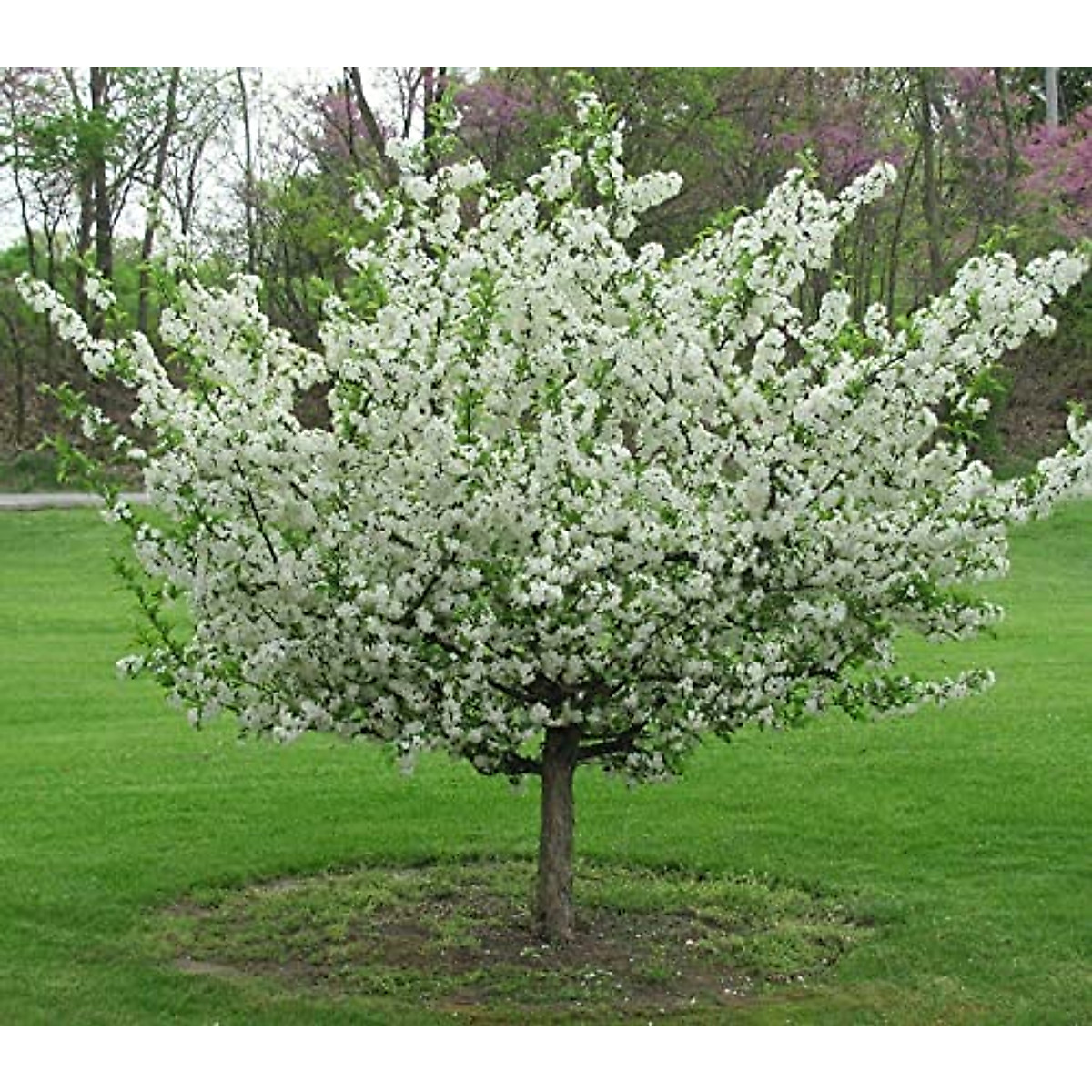 Sargent Crabapple Tree/Shrub - Live Plant - 12-18" Tall - Quart Pot - Malus sargentii