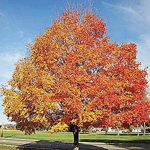 YEGAOL Garden Sugar Maple Seeds 100Pcs Tree Seeds Acer Saccharum Hard Maple Rock Maple Ornamental Non-GMO Garden Backyard Plant