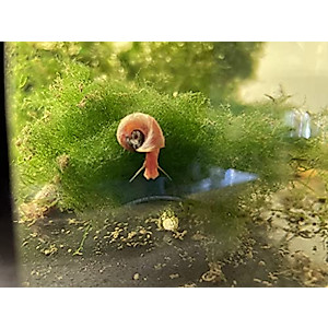 Ramshorn Snails - Pink - Leopard - Gold - Mixed Colors - Live 10+ for Freshwater Ponds/Aquariums - Bred and Raised by Bubbles Up Aquatics, pink, red, blue, gold, brown