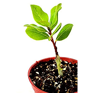 9GreenBox -2 Set Bay Laurel Herb - 4" Pot Total 2 4" Pot